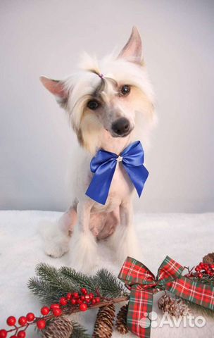 Щенки китайской хохлатой