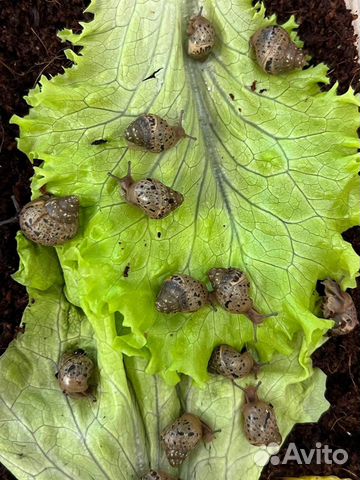 Улитки ахатины бесплатно