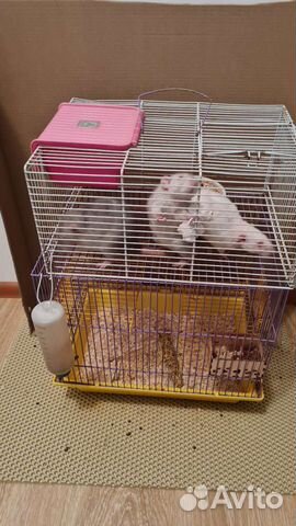 Крысы дамбо с клеткой