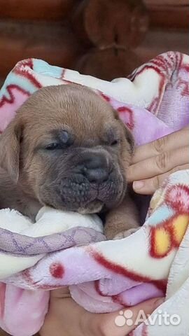 Собаки щенки породистые