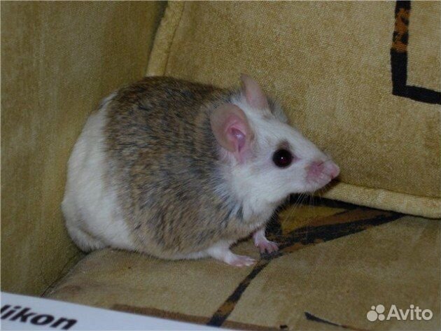 Продам Мастомисы (Натальные крысы)