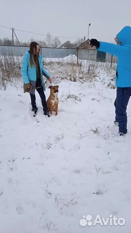 Собака в добрые руки щенок