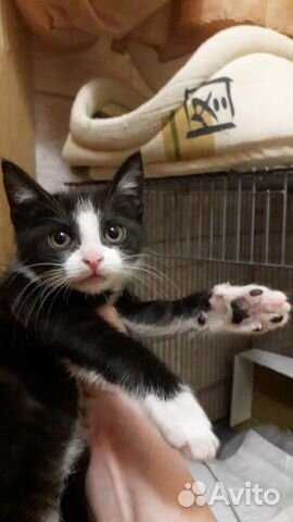 Котеночек,2 мес