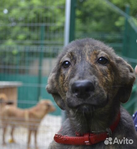 Милая Маняша