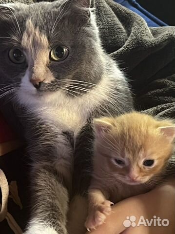 Котенок, мальчик. Рыжий при рыжий) мама рядом. Отд