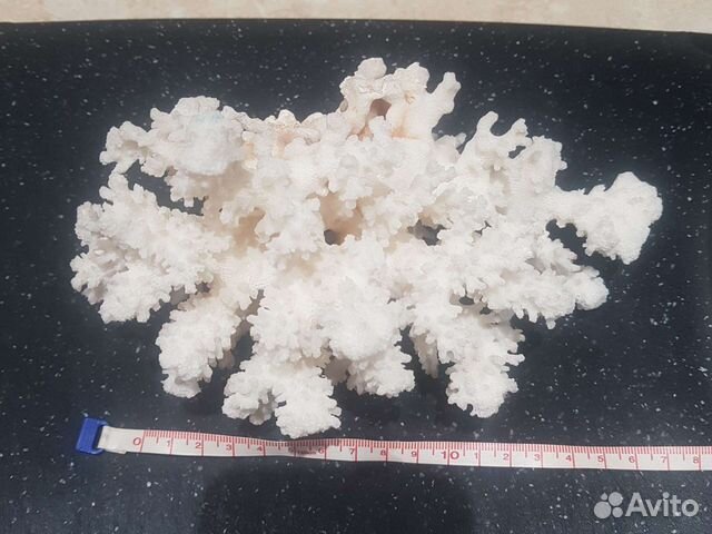 Натуральный коралл