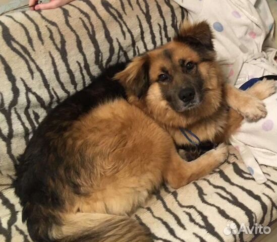 Чапа ищет дом