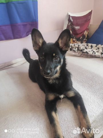 Щенок Черри