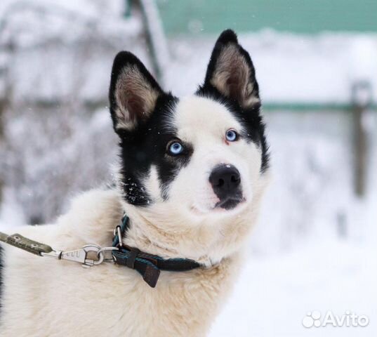 Сибирский хаски Белка в дар