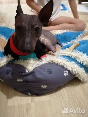 Щенок американский голый терьер