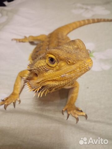 Бородатая агама