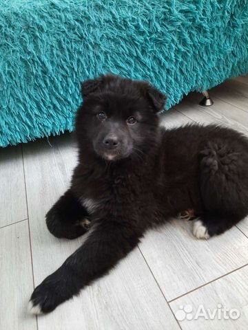 Щенок,2.5мес