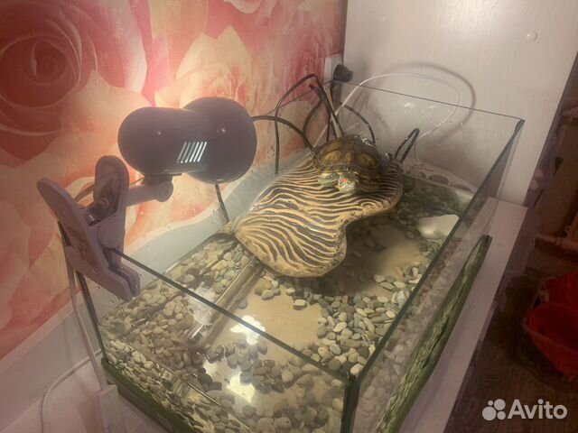 Черепашник с черепахой