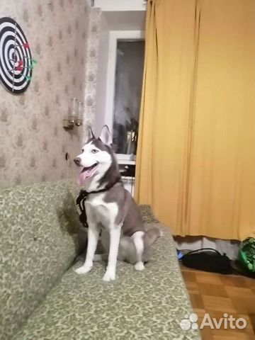 Собаки