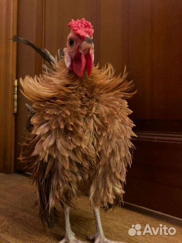 Малазийская серама