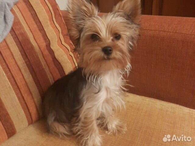 Йоркширский терьер