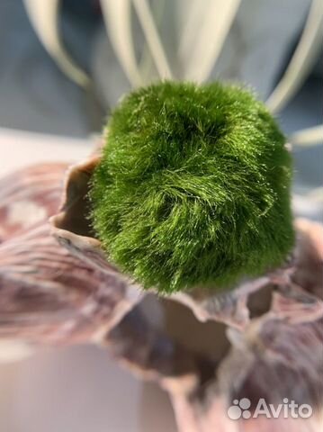 Кладофора шаровидная или маримо