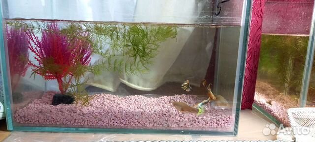 Рыбки аквариумные