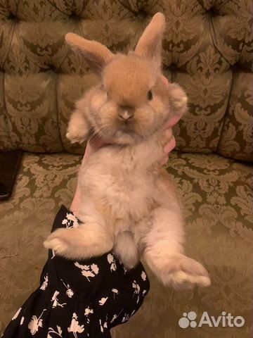 Декоративные кролики