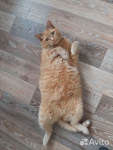 Милый котик