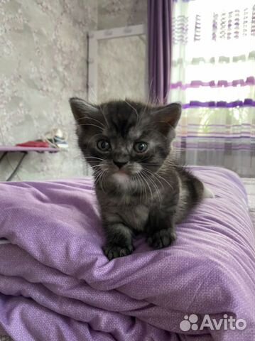 Шотландские котята