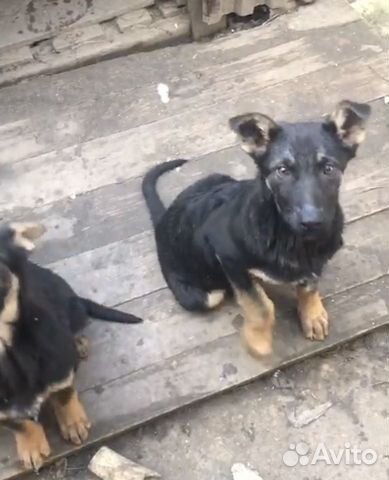 Щенки восточноевропейской овчарки