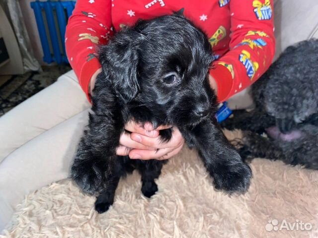 Щенок карликовый пудель
