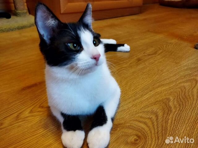 Котенок Мася 8 месяцев (кошка)