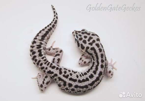 Ищу самку эублефариху Super Snow)