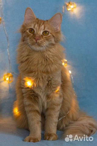 Котенок-подросток Ася 9 месяцев в добрые руки