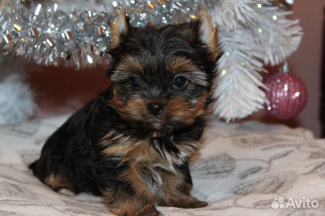 Йоркширский терьер Девочки