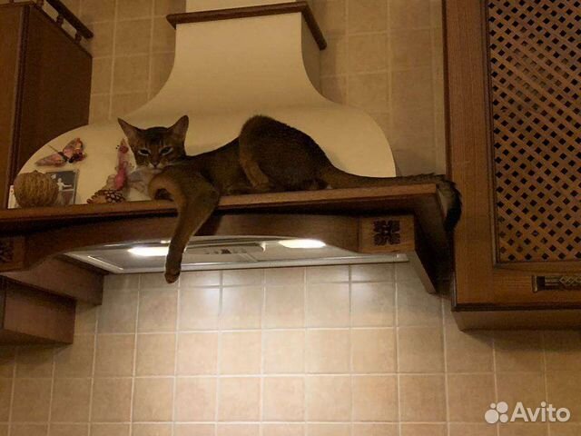Кошки
