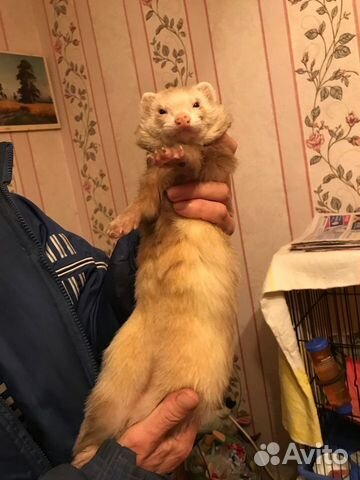 Продается хорек с клеткой