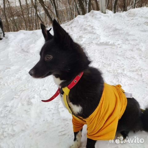Собака