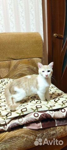 Котик