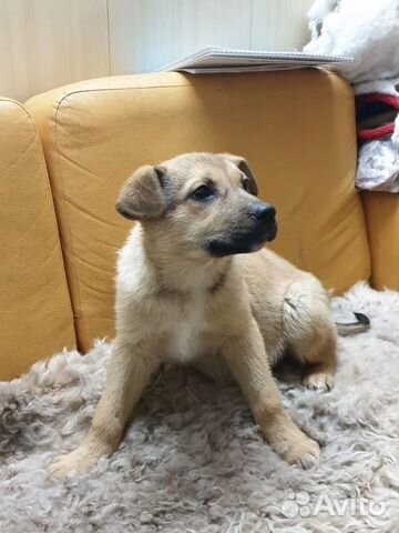 Щенки Дэйзи и Бонни ищут хозяев. В хорошие руки