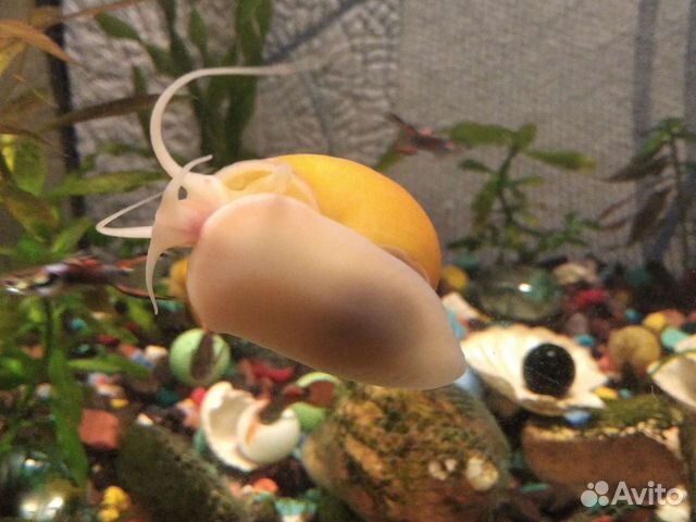 Улитки ампулярии