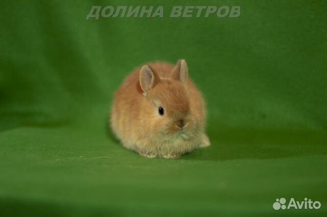 Рыжий мальчик минор 300 граммов