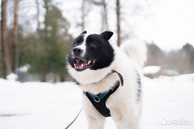 Собака в добрые руки