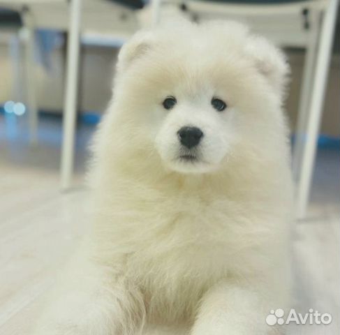 Самоед, щеночек, девочка