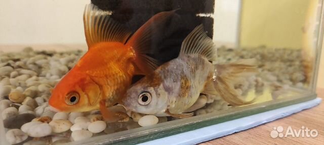 Аквариумные рыбки