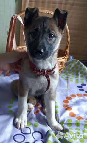 Щенок 2 мес
