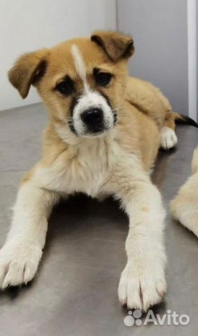 Щенок Альф в поисках дома