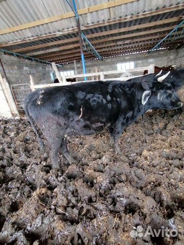 Коровы стельные