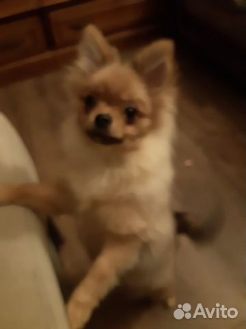 Щенок Пончо