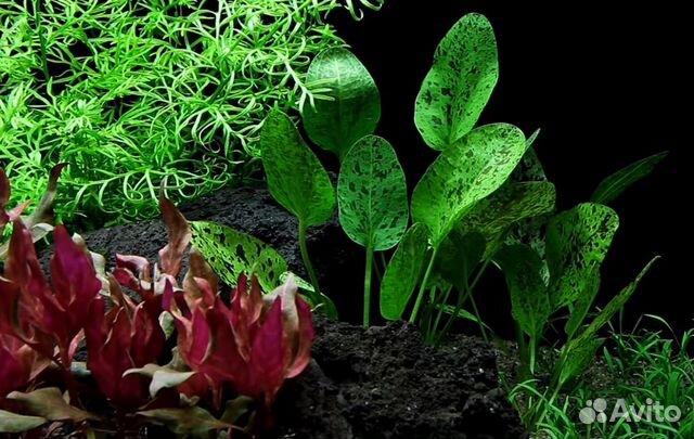 Аквариумные растения.Аквалеон