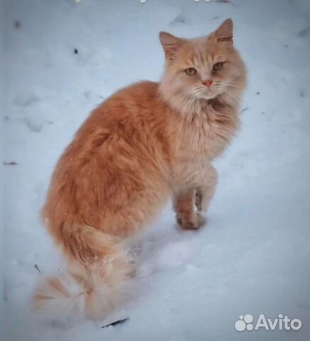 Лисичка ищет дом