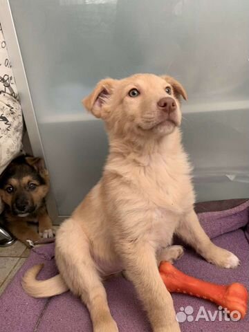 Собака в добрые руки щенок