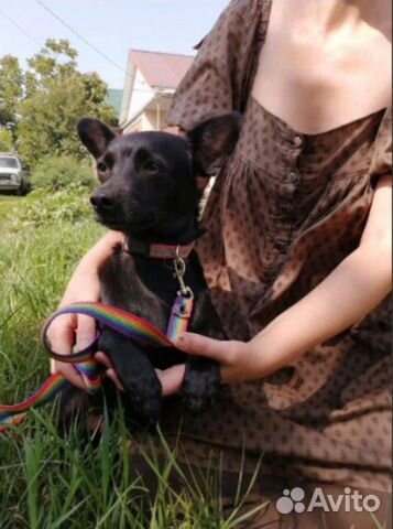 Ищет дом не большая Собачка Ева