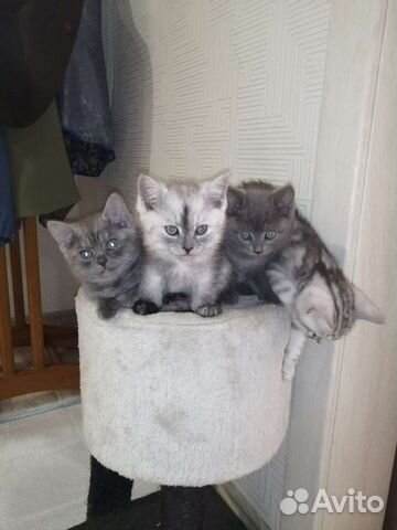 Британские котята, рождённые под счастливым числом